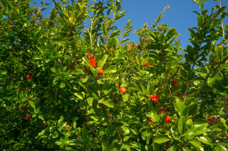Pomegranate tree stock image. Image of agriculture, nature - 31677455