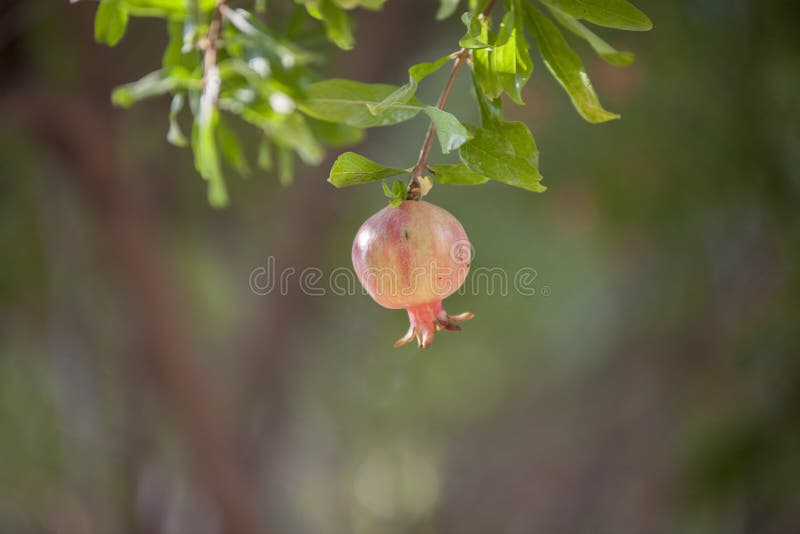 118 Granate Fruit Tree Stock Photos - Free & Royalty-Free Stock Photos ...