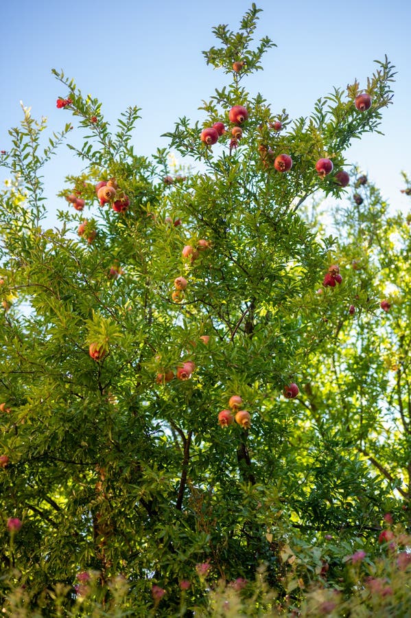 Pomegranate Tree. Green Tree with Fruits Stock Photo - Image of tree ...