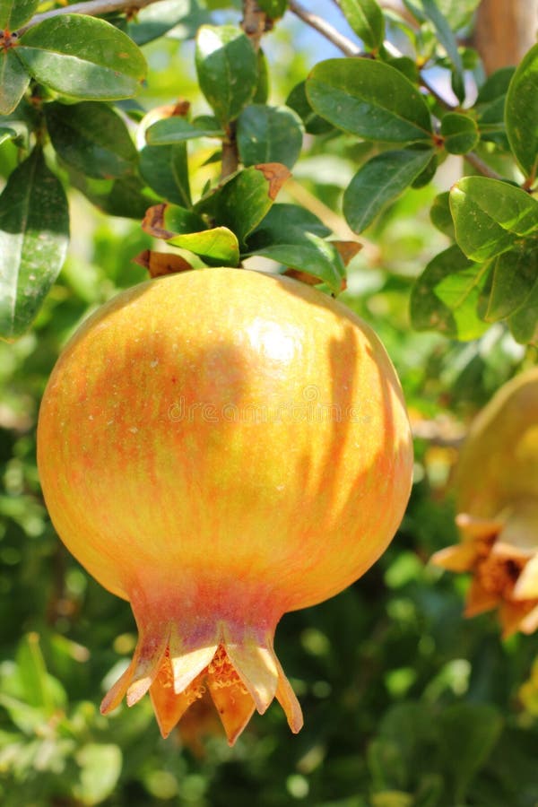 Pomegranate tree stock image. Image of fruits, sunlight - 115477525