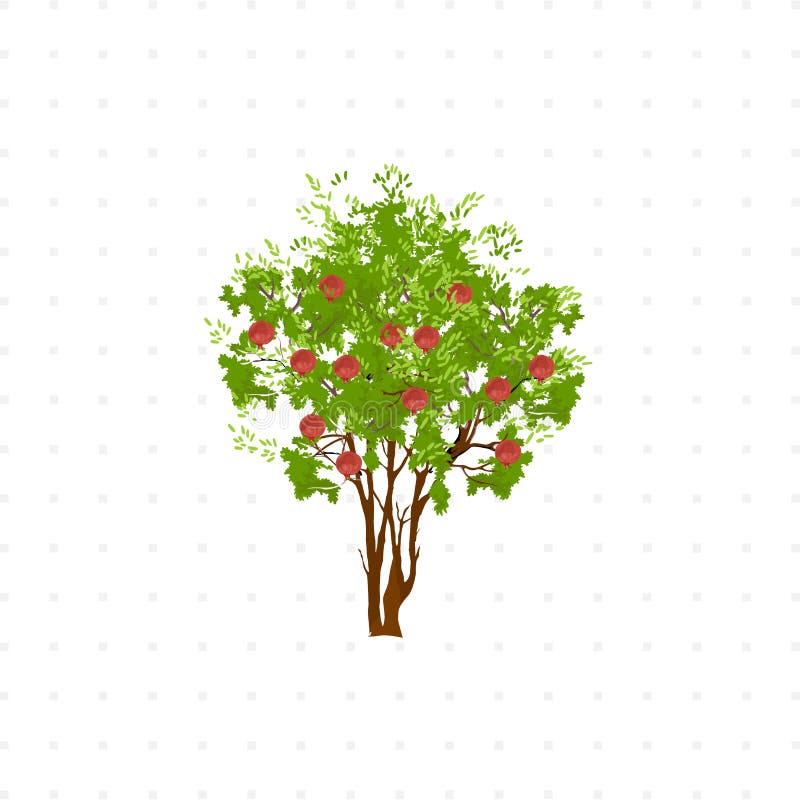 Pomegranate Tree Illustration on White Background Stock Vector ...