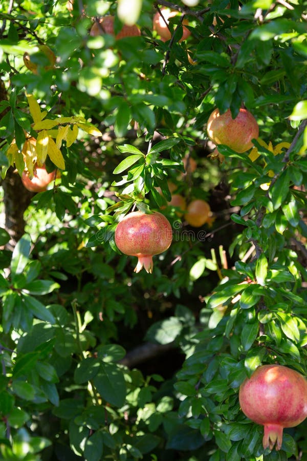 Pomegranate tree in Italy stock photo. Image of fresh - 258484660