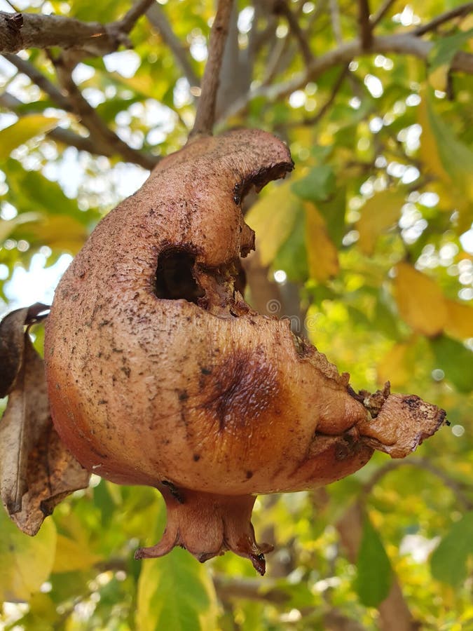 Pomegranate on the Tree with Leaves in Background Stock Photo - Image ...