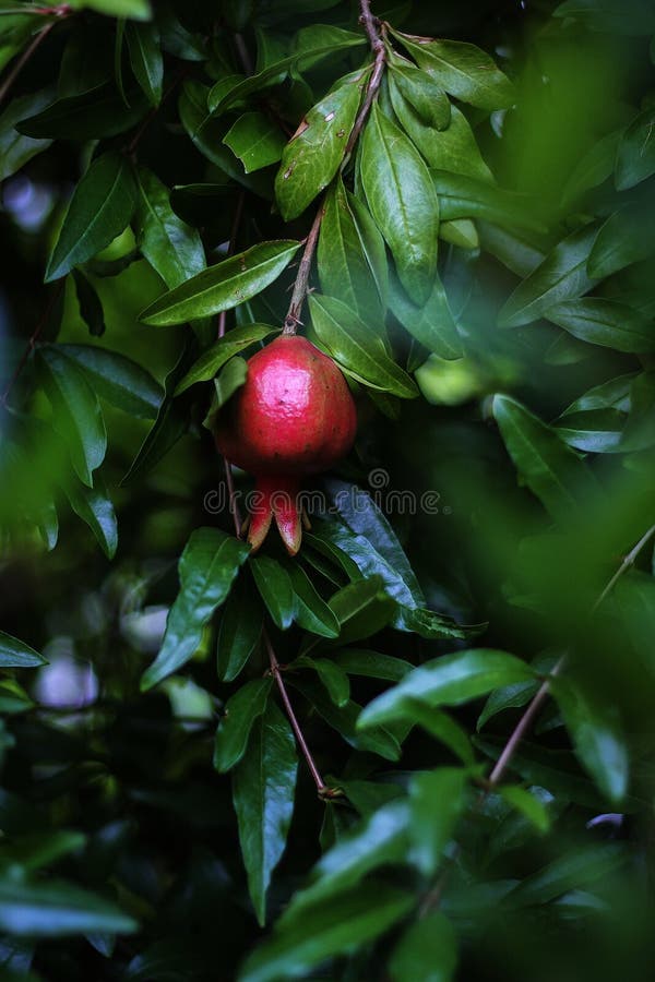 Pomegranate Tree with Leaves and Fruit. Stock Image - Image of health ...