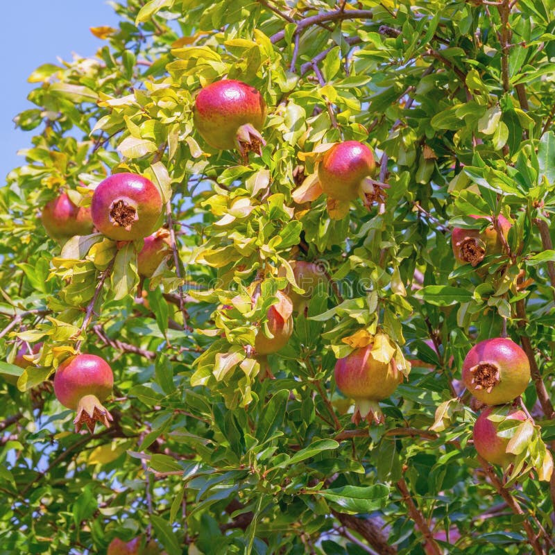 Pomegranate Tree with Leaves and Fruit on Autumn Day Stock Image ...