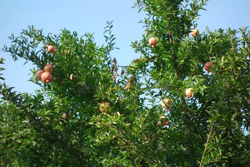 Pomegranate tree stock image. Image of branches, food - 69472057