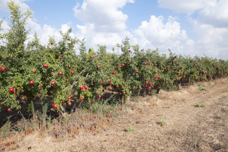Pomegranate Orchard Fruit Stock Images - Download 1,475 Royalty Free Photos
