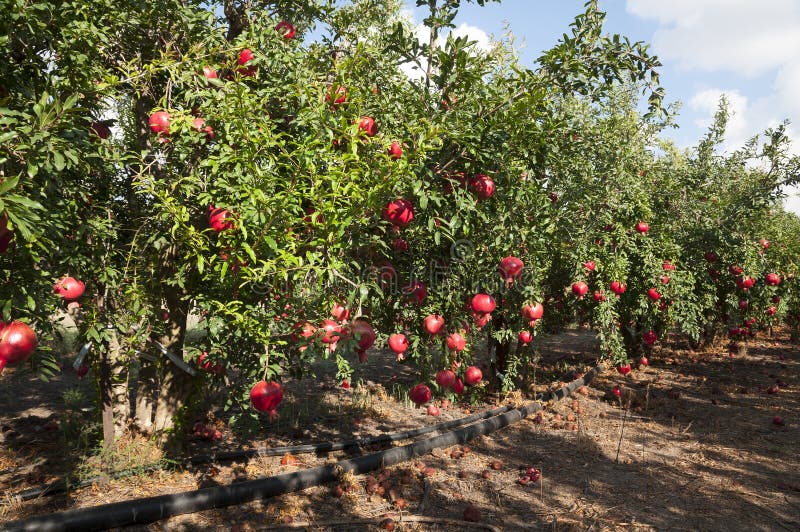 Pomegranate Orchard Fruit Stock Images - Download 1,475 Royalty Free Photos