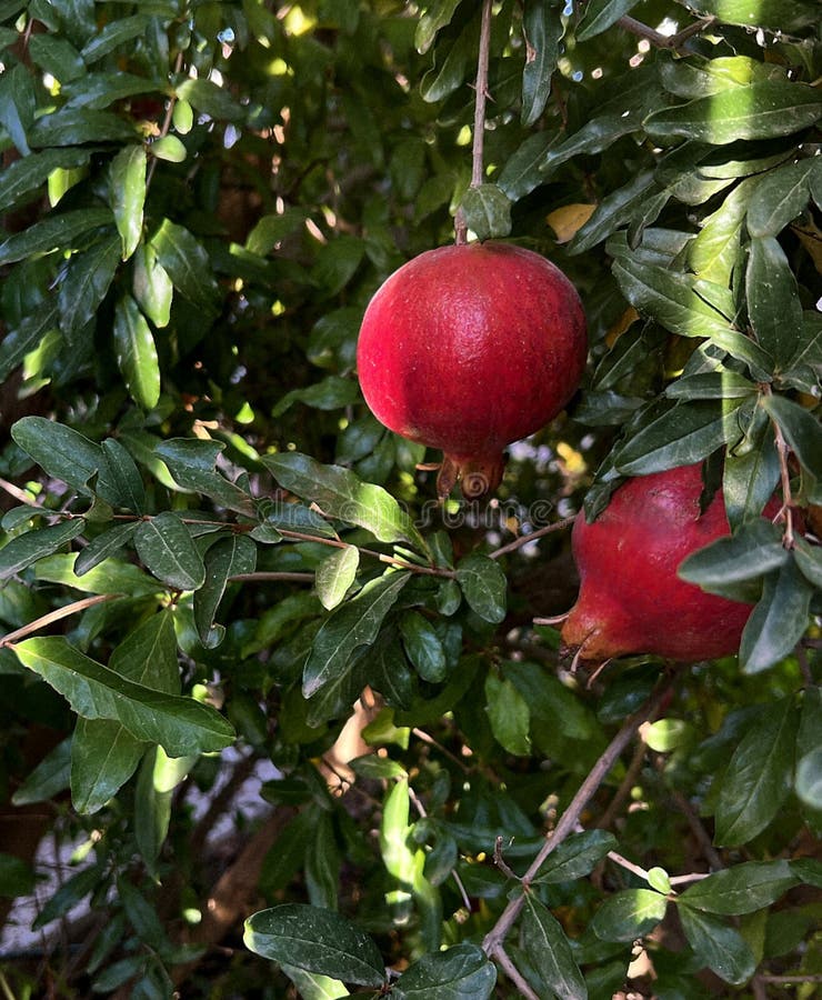 Pomegranate Tree stock photo. Image of fresh, bloom - 233111980