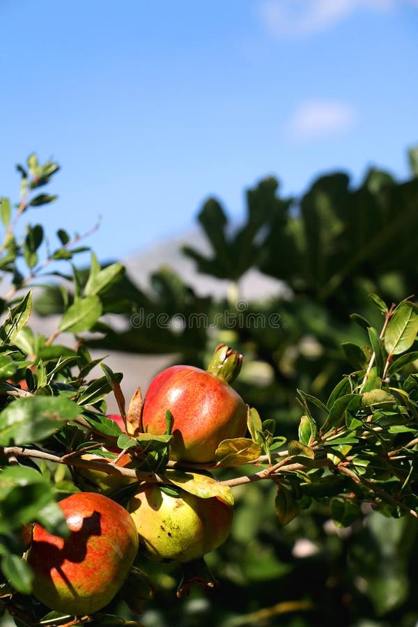 Pomegranate Tree stock image. Image of fall, nature - 195812059