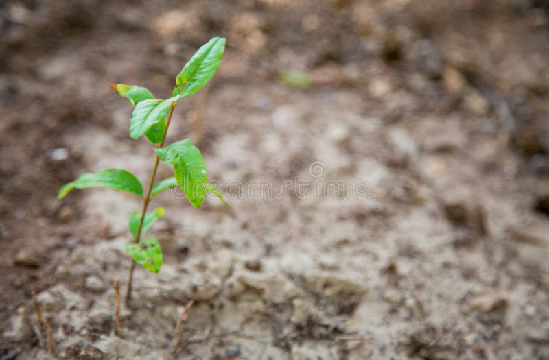 Pomegranate Sapling Stock Photos - Free & Royalty-Free Stock Photos ...