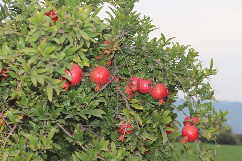 Pomegranate Tree, Tree Branch, Red Pomegranates Stock Photo - Image of ...