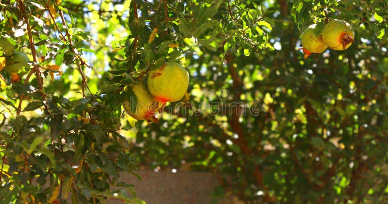 Pomegranate Trees - Pomegranate Fruits - Pomegranate Fruit - Heart ...