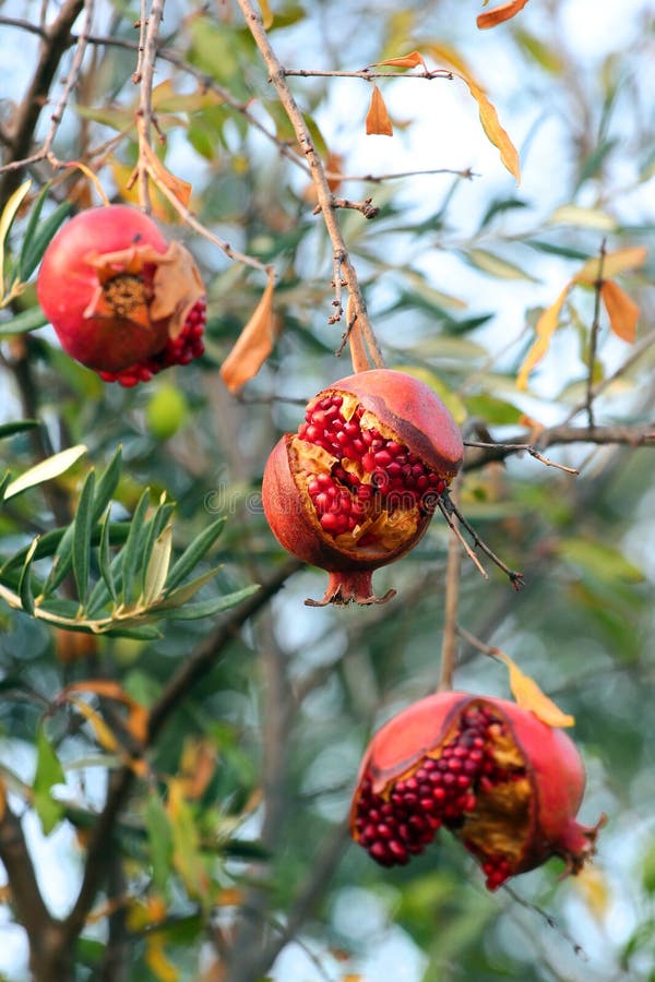 122 Seed Cracking Open Stock Photos - Free & Royalty-Free Stock Photos ...