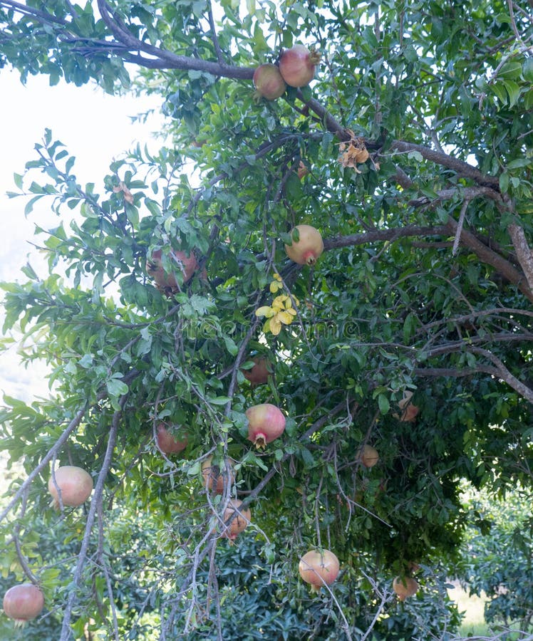 Pomegranates Grow on a Tree. Green Pomegranates Ripen Stock Photo ...