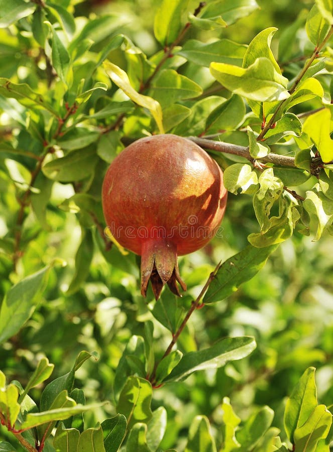 Pomegranates Growing on Tree. Stock Image - Image of organic, autumn ...