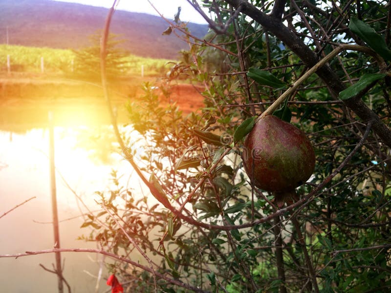 Pomegranates light stock photo. Image of evening, diet - 159725530
