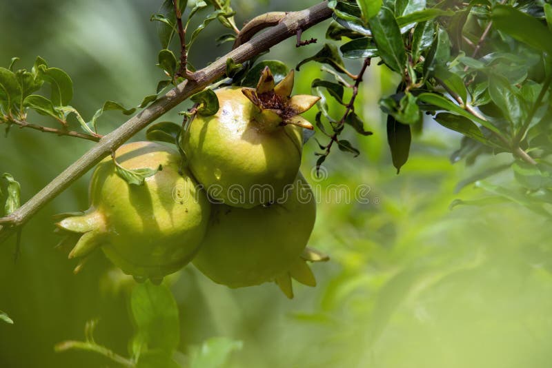 Pomegranates in an orchard stock image. Image of blossom - 255004621
