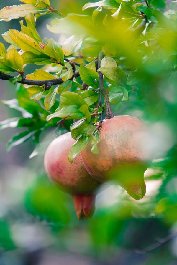Pomegranates on the Tree in the Orchard Stock Photo - Image of tasty ...