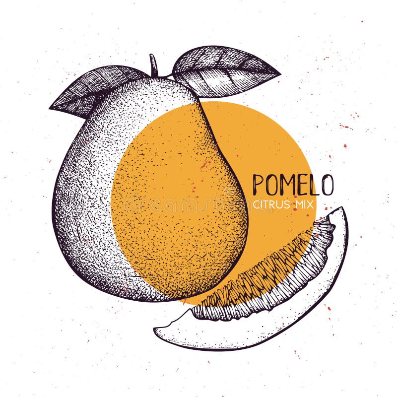 Pomelo Vintage Design Template. Botanical Illustration with Engraved ...