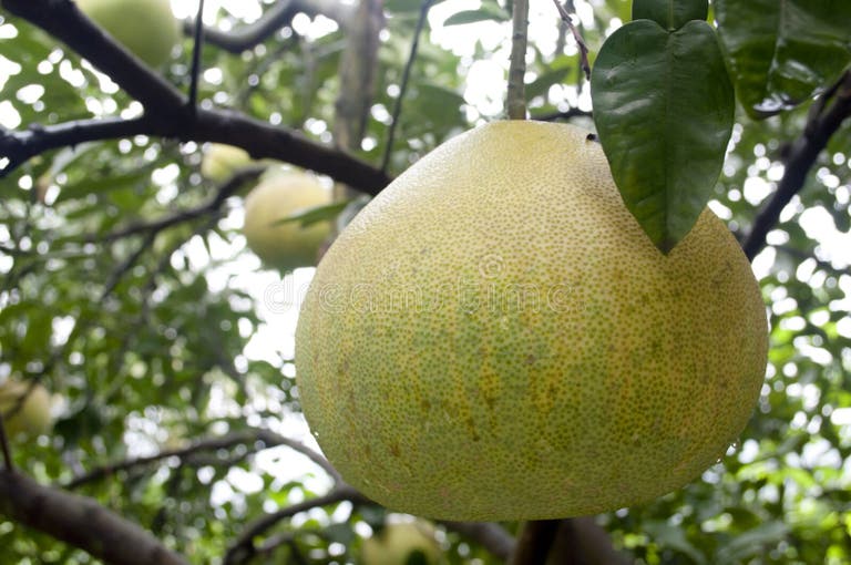 2,930 Pomelo Tree Stock Photos - Free & Royalty-Free Stock Photos from ...