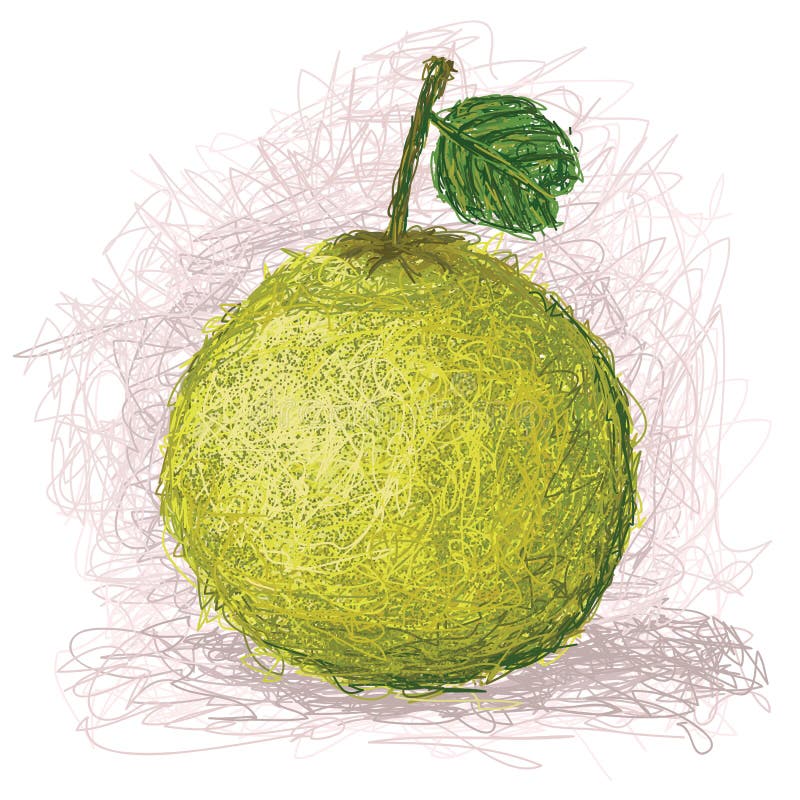Pomelo Stock Illustrations – 3,492 Pomelo Stock Illustrations, Vectors ...