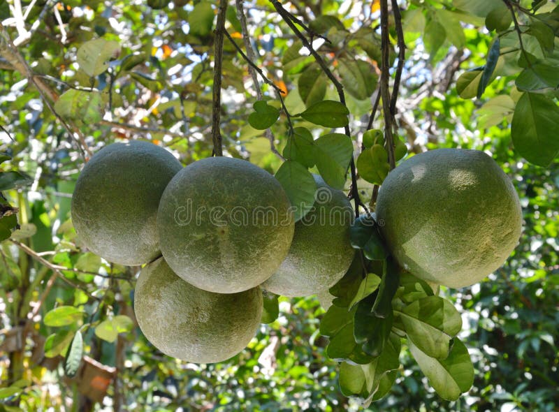 Pomelo on the Branch in Farm Stock Photo - Image of farming, nature ...
