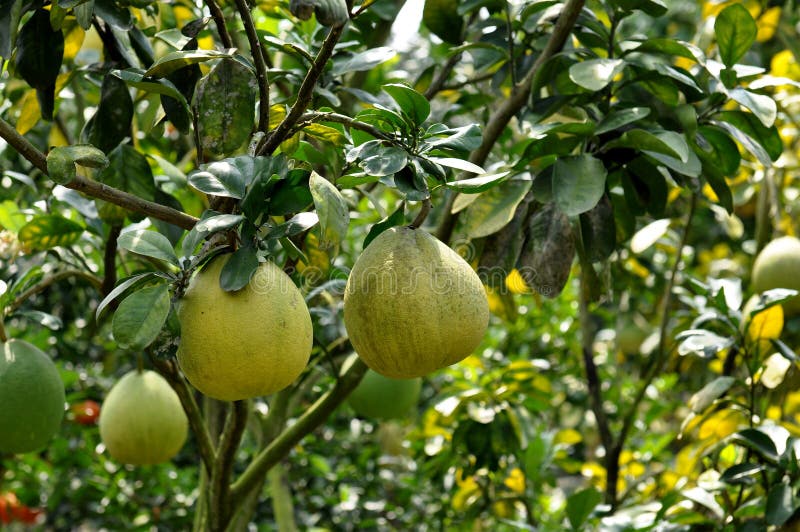 Dojrzałe Owoce Pomelo Wiszą Na Drzewach W Ogrodzie Zdjęcie Stock ...
