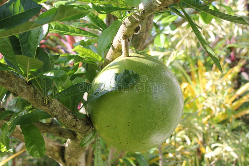 Pomelo on the tree stock photo. Image of pomelo, food - 96474140