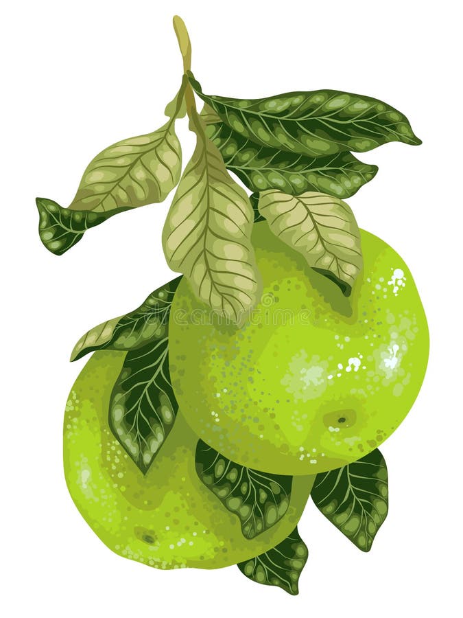 Pomelo Fruit on the Branch of Citrus Tree in Vector Stock Illustration ...