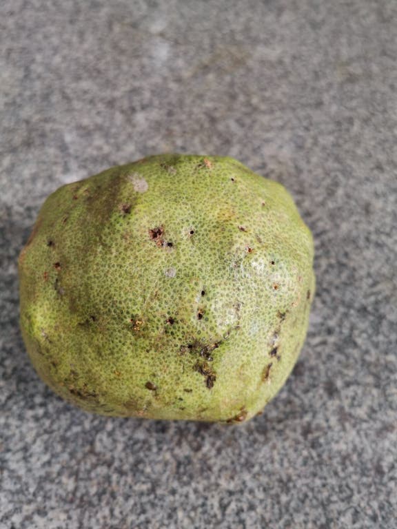 Pomelo Fruit Damage from Insect Stock Image - Image of lavae, yield ...
