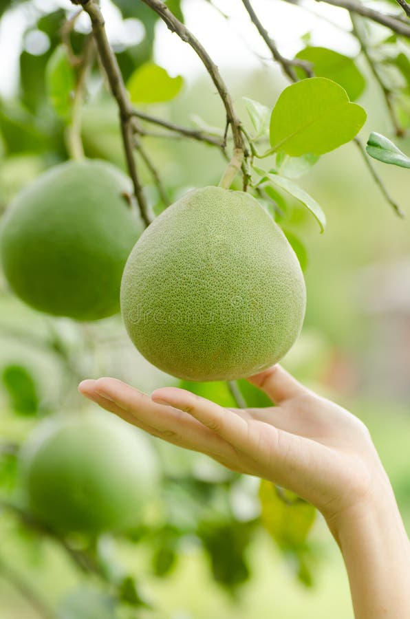 Pomelo fruit stock photo. Image of hanging, hand, agriculture - 57341518