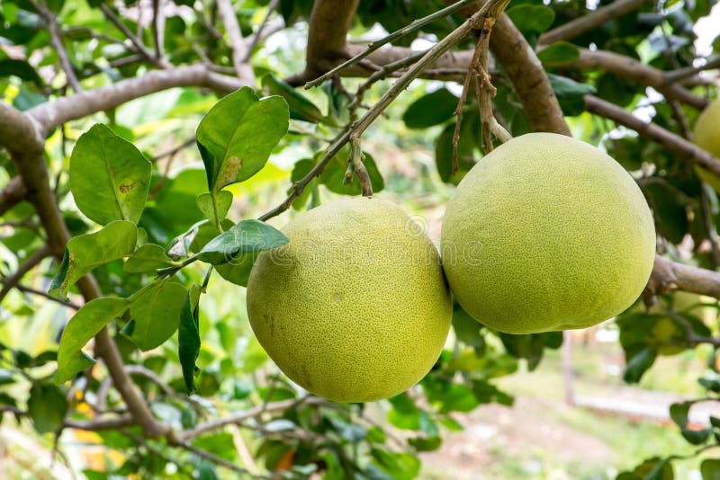 Pomelo Pummelo Fruit and Tree 2. Closeups . Stock Photo - Image of ...
