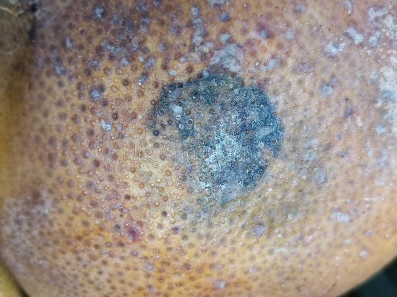 Pomelo Fruit Post Harvest Disease Stock Photos - Free & Royalty-Free ...