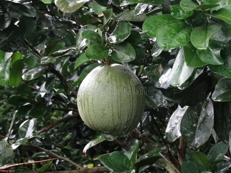 Pomelo pummelo tree stock photo. Image of deliscious - 99668398