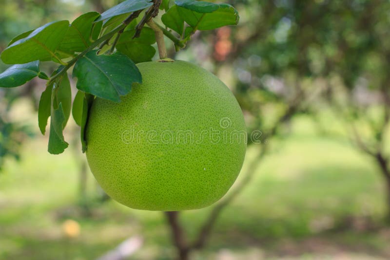 Pomelo Fruit on the Tree in Garden Selective Focus Stock Photo - Image ...