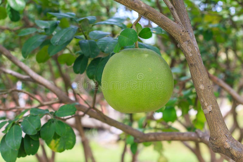 Pomelo Fruit on the Tree in Garden Selective Focus Stock Image - Image ...