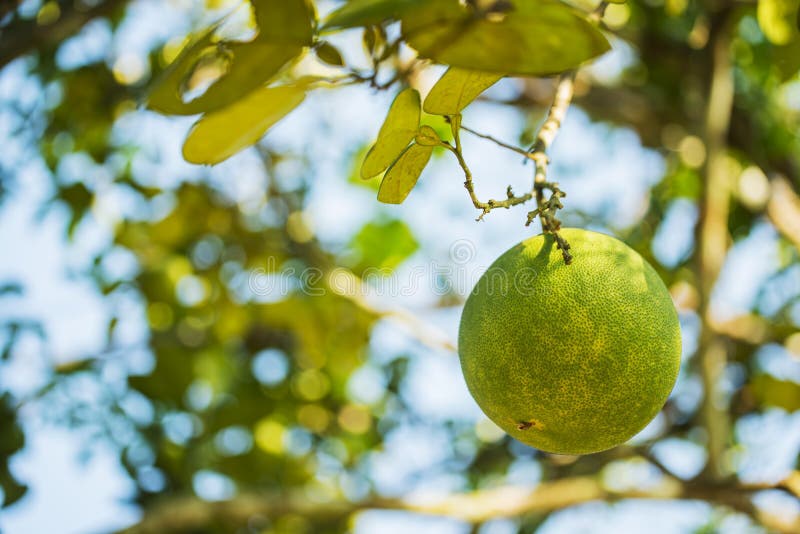 Pomelo Fruit Tree in the Garden Stock Photo - Image of appetizing ...