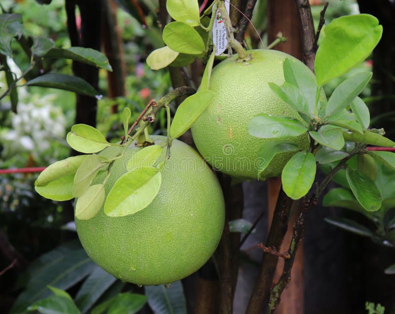 Pomelo Fruit in the Tree. Helthy Green Pomelo Fruit Stock Photo - Image ...