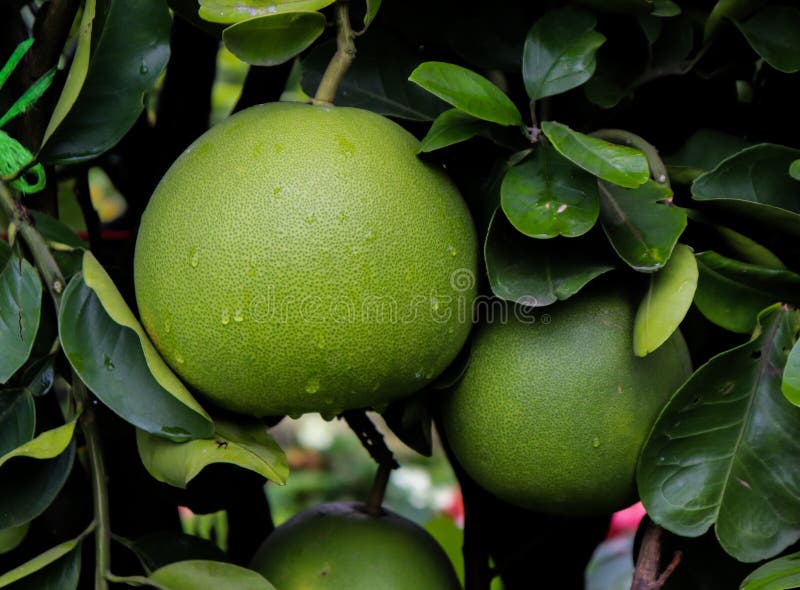 Pomelo Fruit in the Tree. Helthy Green Pomelo Fruit Stock Photo - Image ...