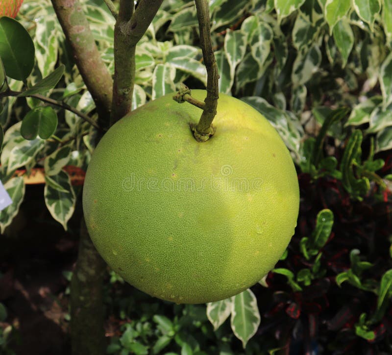 Pomelo Fruit in the Tree. Helthy Green Pomelo Fruit Stock Image - Image ...