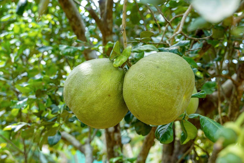 The Pomelo Fruit on the Tree. Stock Image - Image of fruit, color ...