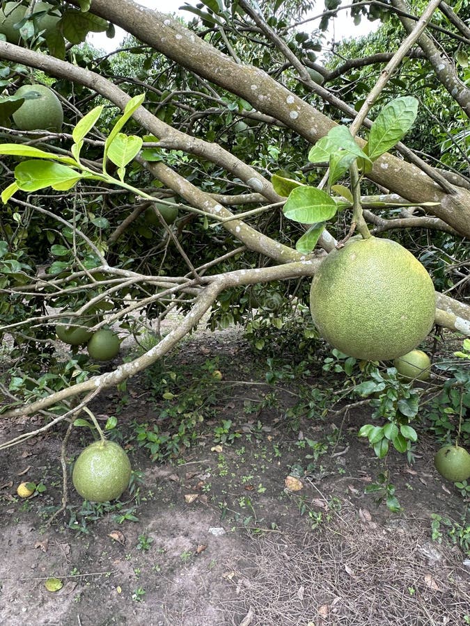 Pomelo stock image. Image of fruit, pomelo, wallpaper - 283763033