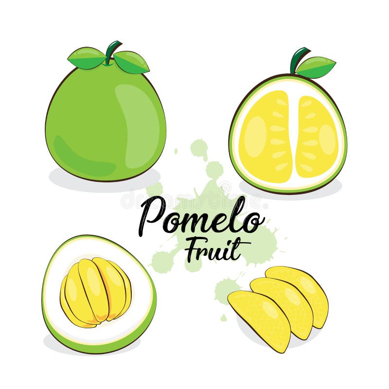 Pomelo fruits. stock illustration. Illustration of green - 138556346