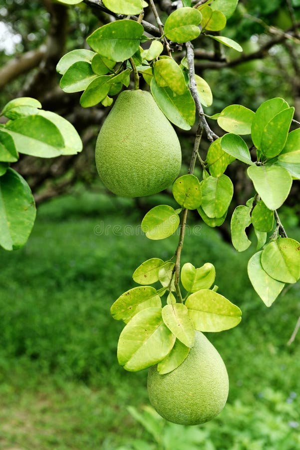 Pomelo tree stock image. Image of vitamins, plant, taiwan - 57765503