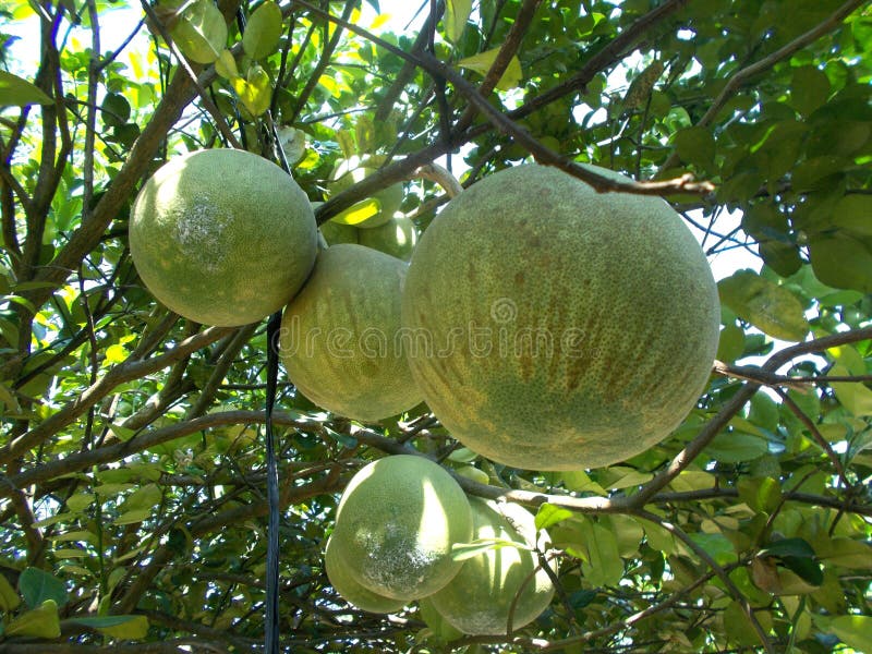 Pomelo Pummelo Tree and Fruits Stock Photo - Image of freshest, fruits ...