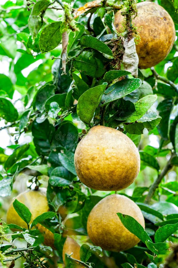 Pomelo Fruit Outdoor stock image. Image of food, harvest - 39827939