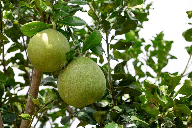 Pomelo Hang on Branch of the Pomelo Tree Stock Image - Image of lemon ...