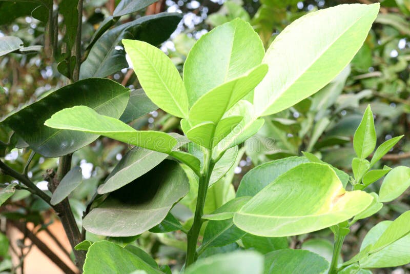 Pomelo leaf stock on tree stock photo. Image of flower - 264053350