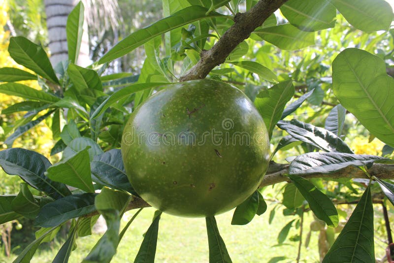 Pomelo stock photo. Image of farm, nature, island, tree - 96474264